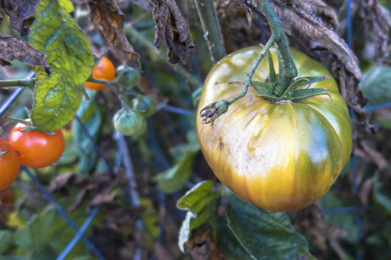 Overripe Green Tomato | SF Bay Gardening