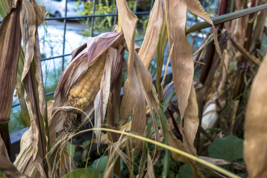 Overripe Corn | SF Bay Gardening