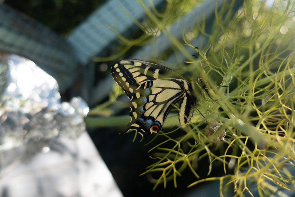 Raising Swallowtail Butterflies | SF Bay Gardening