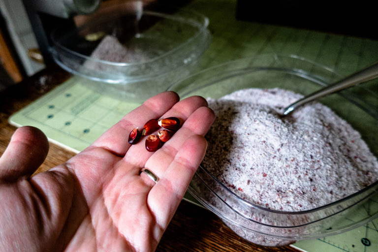 Why Grow Dent Corn? | SF Bay Gardening