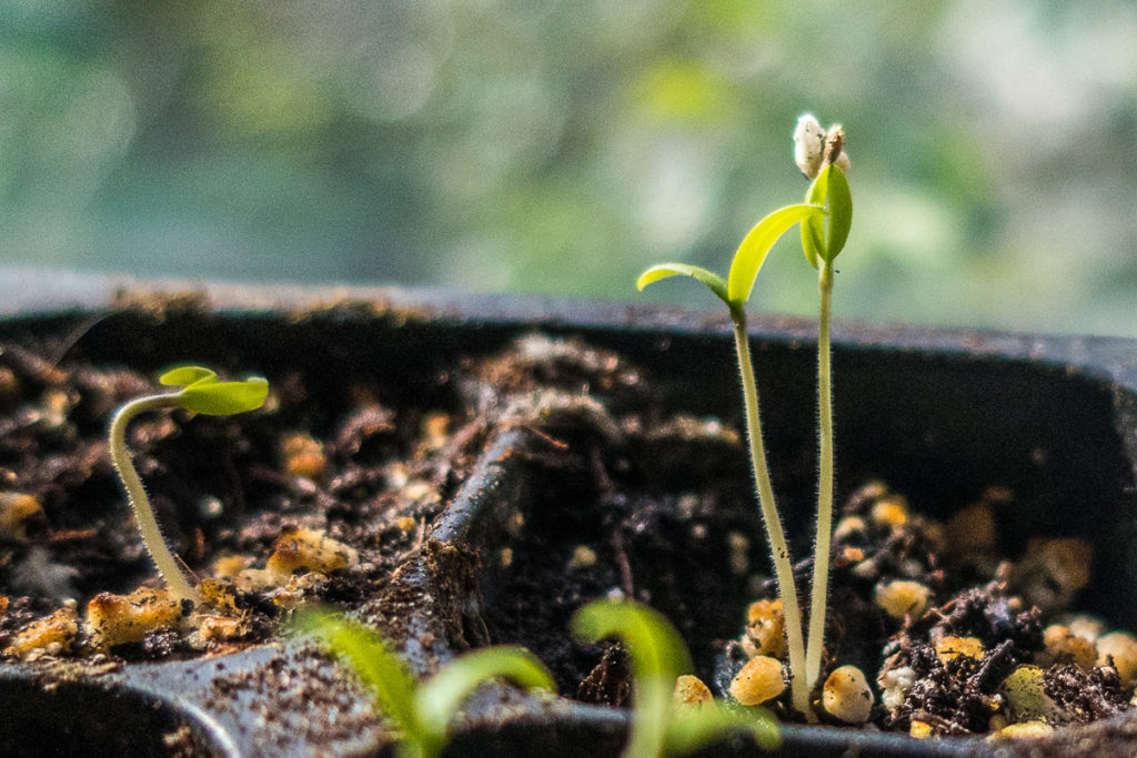 5 Things Absolute Beginner Gardeners Should Know | SF Bay Gardening