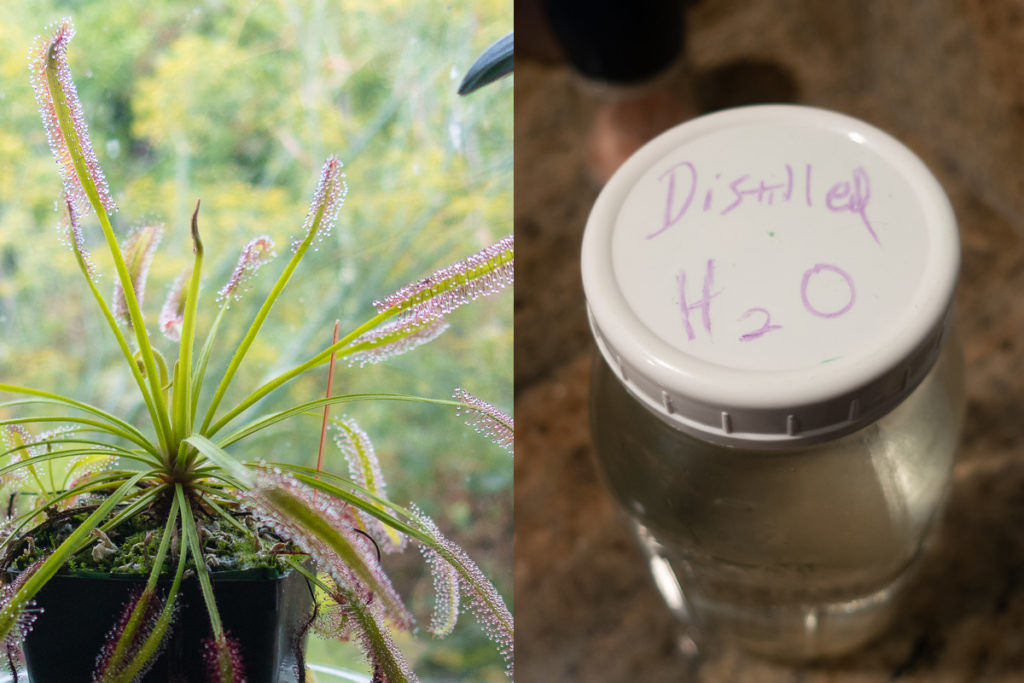 Distilling Water for Finicky Plants | SF Bay Gardening