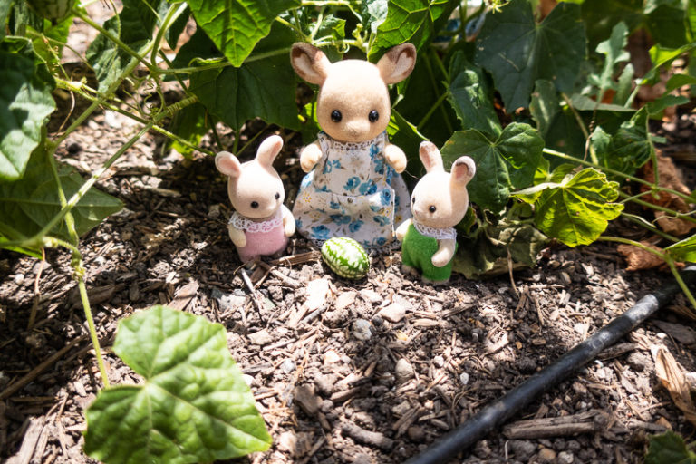 Mouse Melons: The Cutest Fruit | SF Bay Gardening