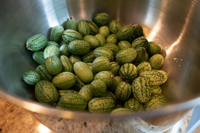 Mouse Melons: The Cutest Fruit | SF Bay Gardening