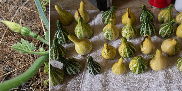 Bay Area Guide to Growing Gourds | SF Bay Gardening