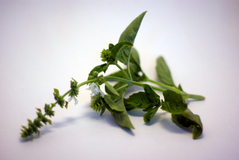 Growing Basil for Fun and Pesto | SF Bay Gardening