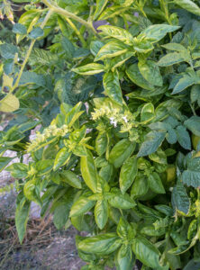 Growing Basil for Fun and Pesto | SF Bay Gardening